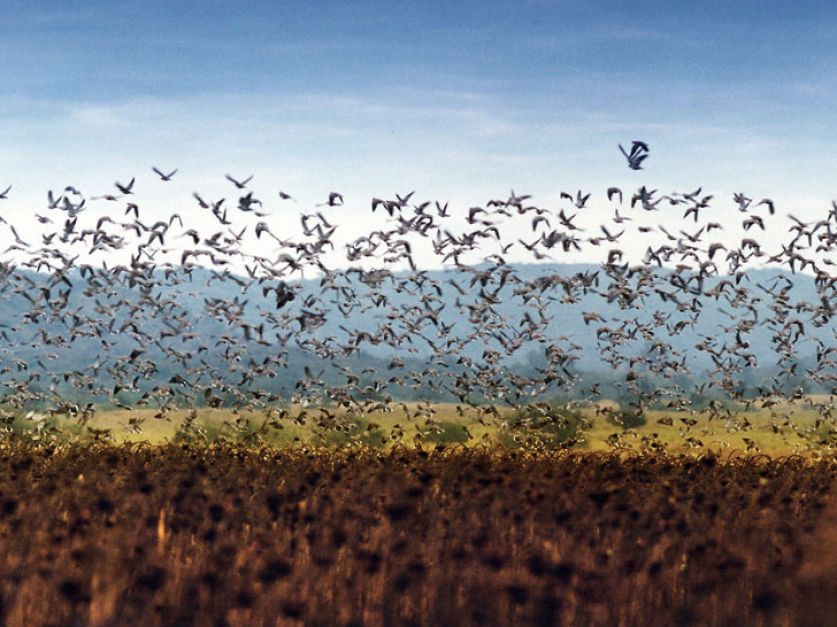 Ratas con alas: utilizarán anticonceptivos para controlar la población ...