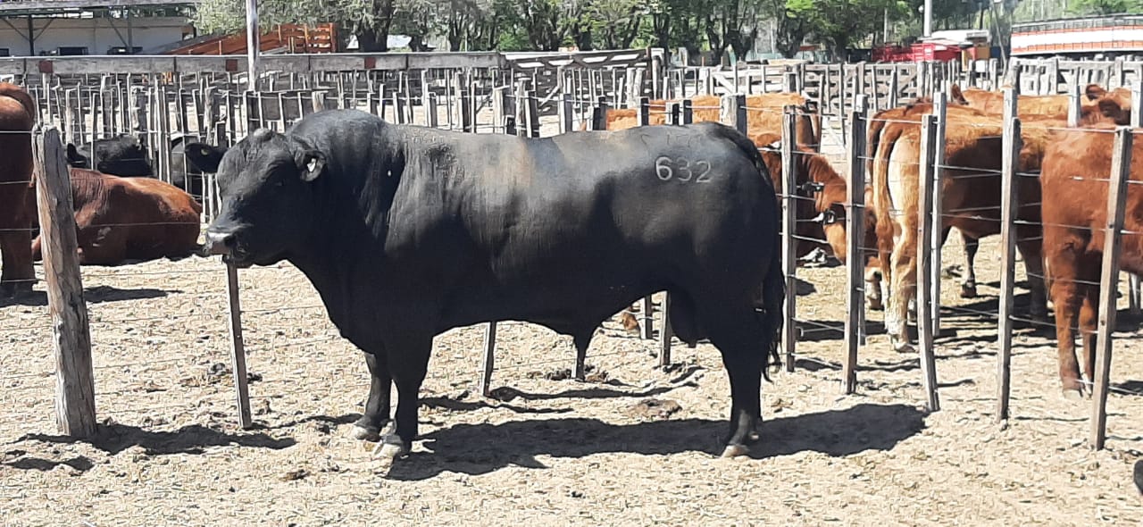 San Luis: Cabaña “Balcón del Sol” ganó dos premios en la Expo Nacional de Limangus | www ...